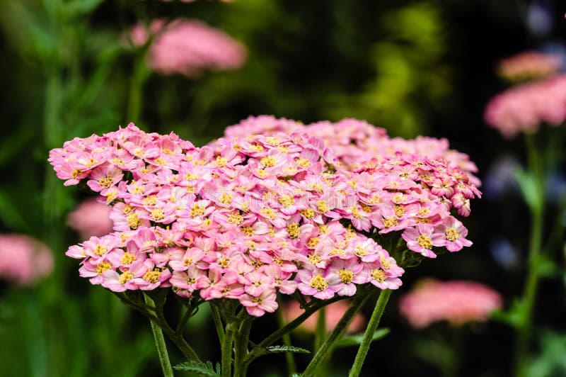 Planta Cor-de-rosa Do Yarrow Na Flor Imagem de Stock - Imagem de ...