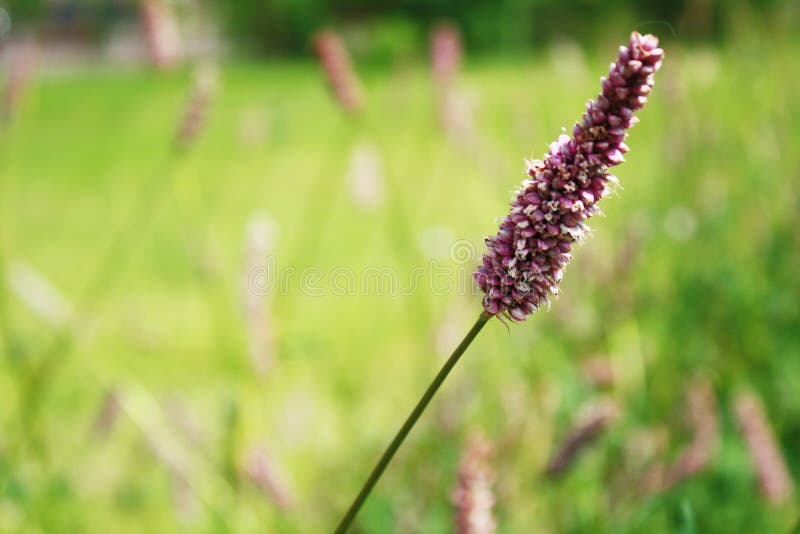 Planta rosa e relva verde imagem de stock. Imagem de grama - 10341189
