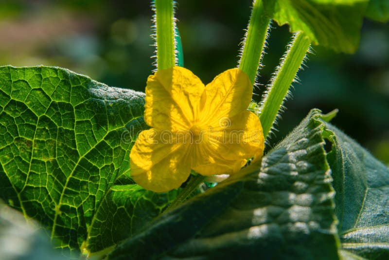 Planta Cucumis Sativus. Flor De Pepino Cucumis Sativus Foto de archivo ...