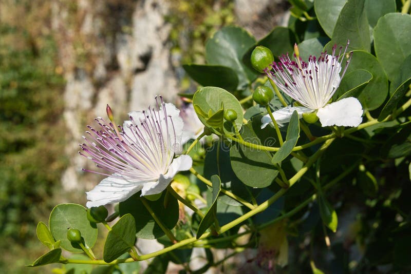 Planta Da Alcaparra Na Flor Foto de Stock - Imagem de cozinhar, salgado ...
