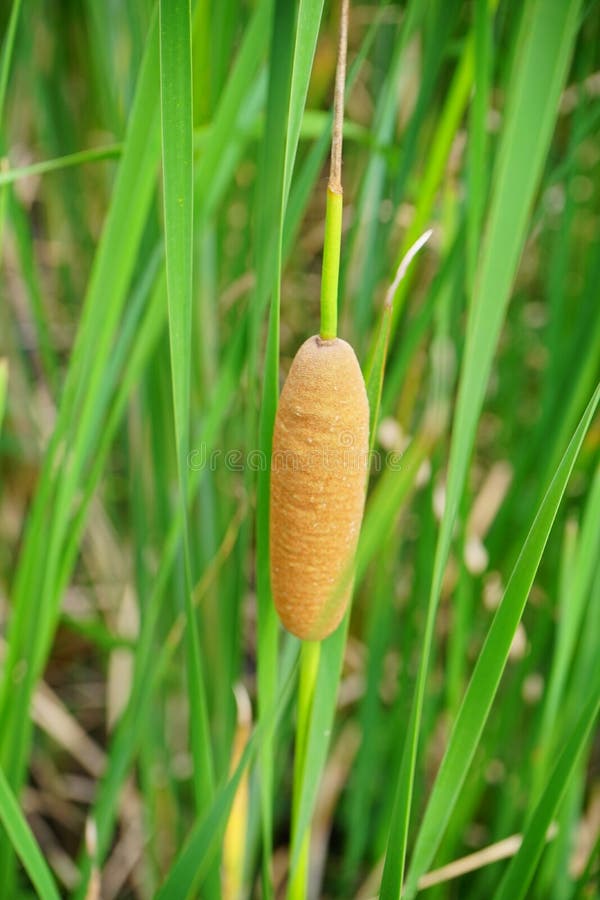 Planta Da Cauda Do ` S Do Gato Foto de Stock - Imagem de grama, verde ...
