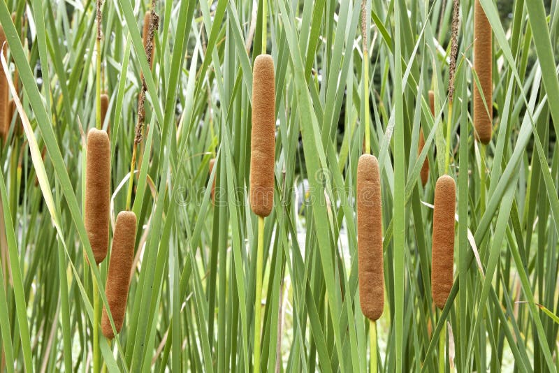 Planta da cauda de gato imagem de stock. Imagem de exterior - 75878495