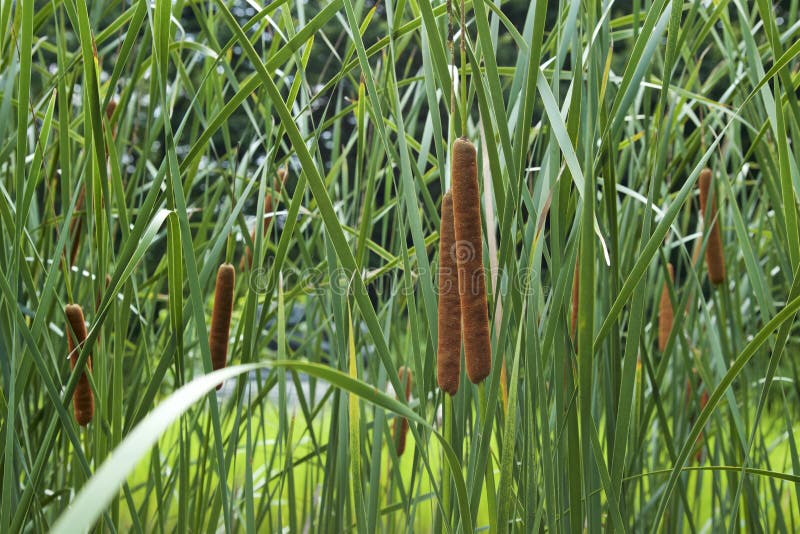 Planta da cauda de gato imagem de stock. Imagem de exterior - 75878495