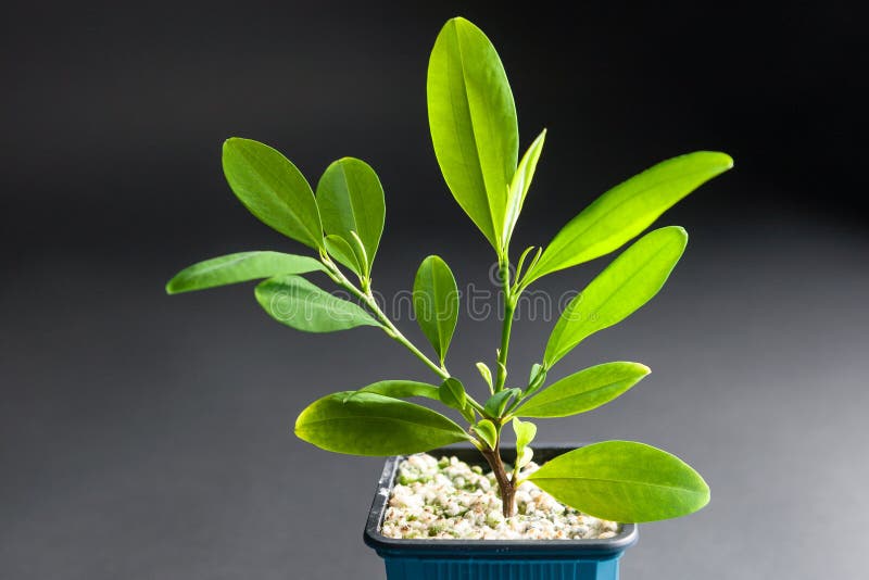 Planta Da Coca Que Cresce Em Uma Cuba Foto de Stock - Imagem de folhas ...