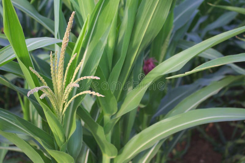 Planta Da Folha Da Flor Do Milho Natural Foto de Stock - Imagem de ...