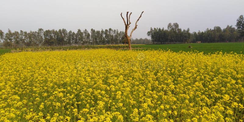 Planta da mostarda foto de stock. Imagem de mostarda - 135901674