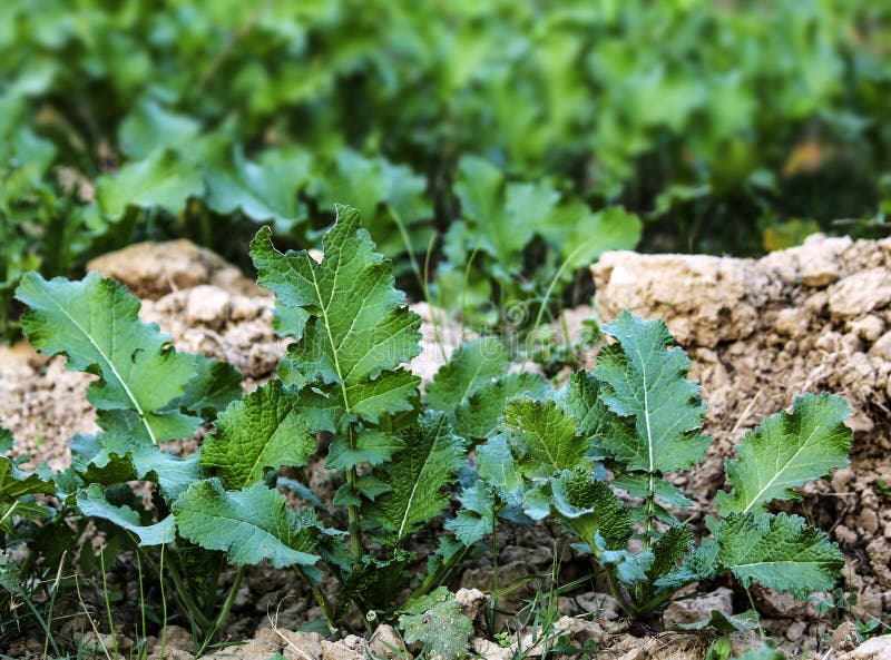 Planta da mostarda foto de stock. Imagem de alimento - 70810382