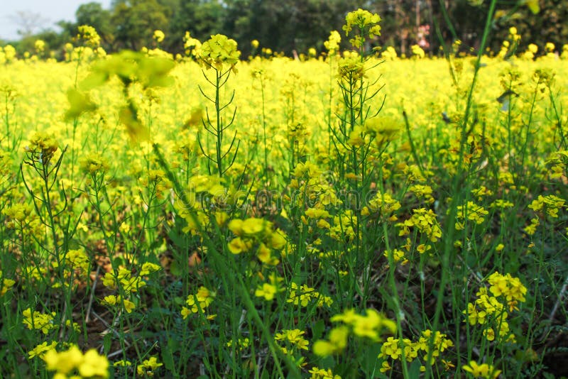 Campo Da Planta Da Mostarda Foto de Stock - Imagem de rural, outdoors ...