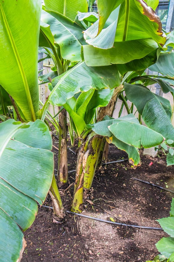 Planta da musa paradisiaca foto de stock. Imagem de planta - 132491440