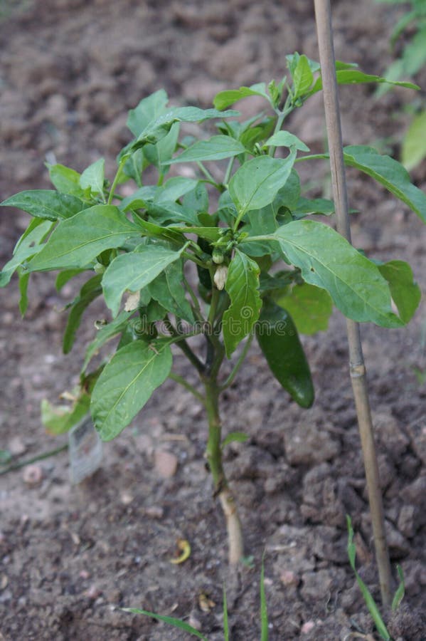 Planta da pimenta foto de stock. Imagem de crescimento - 25540428