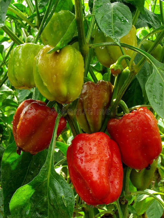 Planta Da Pimenta Após Molhar Foto de Stock - Imagem de fazenda, jardim ...