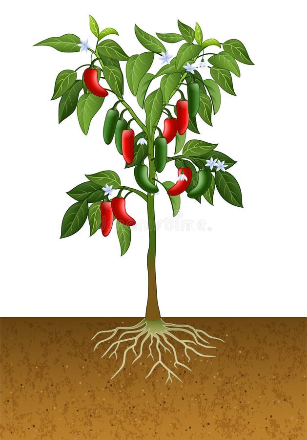 Ilustração Da Planta Da Pimenta De Pimentão Ilustração do Vetor ...