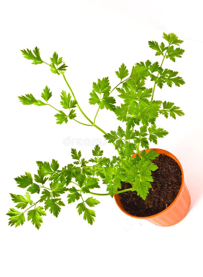 Planta da salsa foto de stock. Imagem de fresco, alto - 13893286