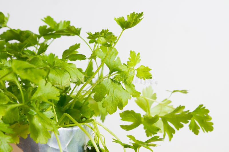 Planta da salsa foto de stock. Imagem de condimento, cozinheiro - 31877856