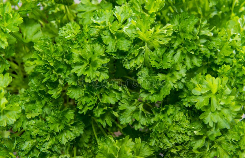 Planta da salsa imagem de stock. Imagem de tempero, liso - 40173429