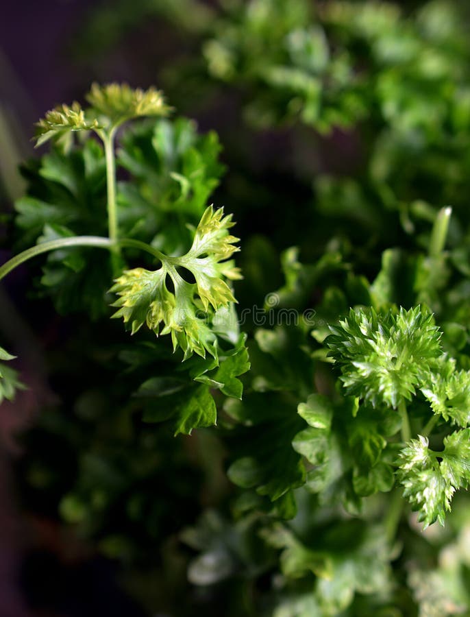 Planta da salsa foto de stock. Imagem de encaracolado - 38343308