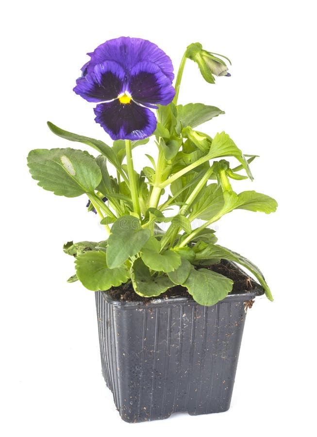 Planta da viola foto de stock. Imagem de sazonal, folhagem - 32349894