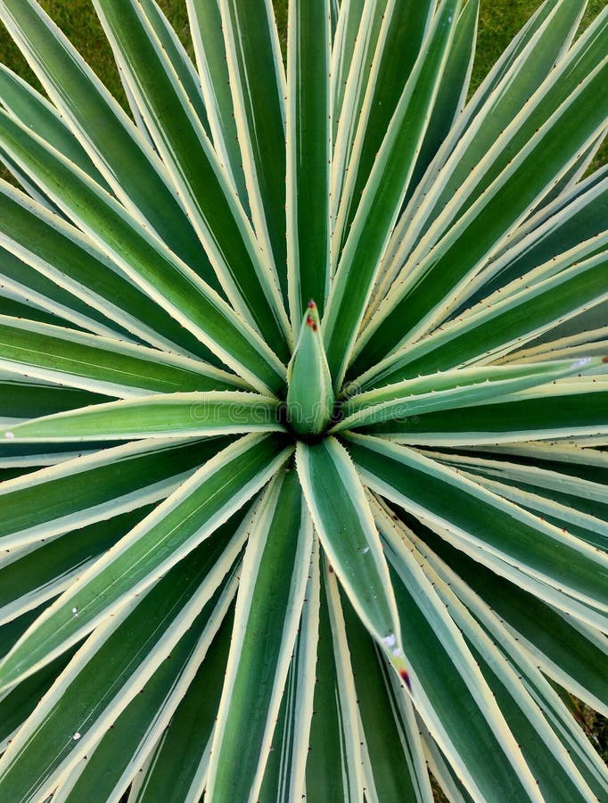 Planta De Agave Angustifolia Marginata Imagen de archivo - Imagen de ...