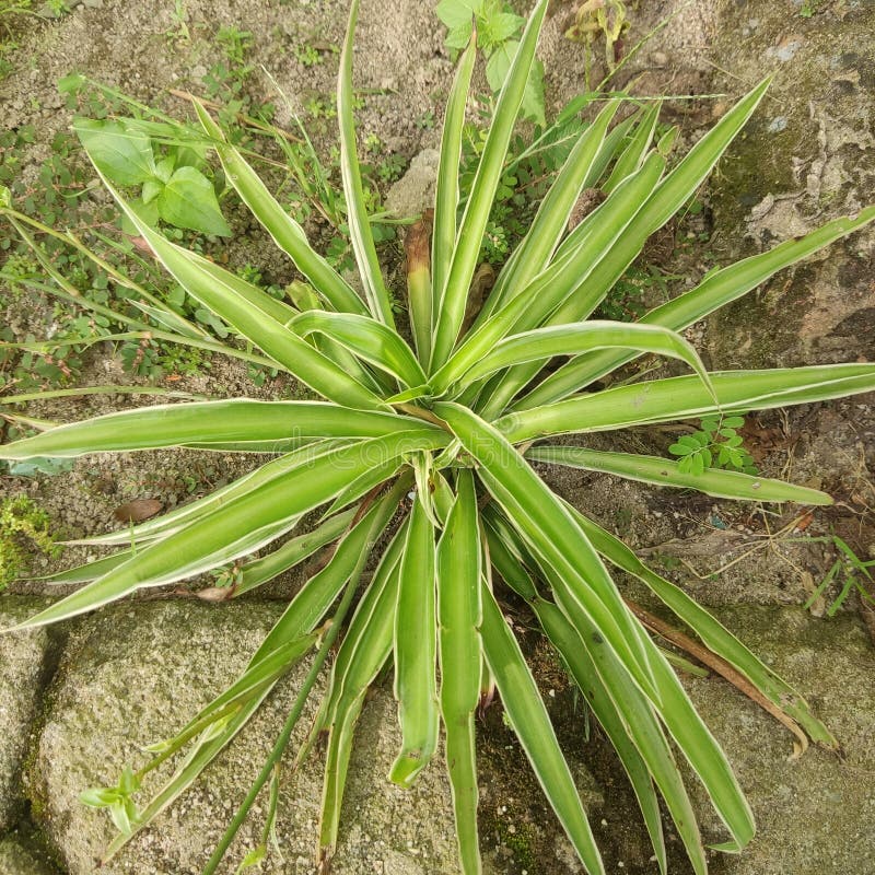 Planta De Agave Bracteosa Verde Imagen de archivo - Imagen de tropical ...