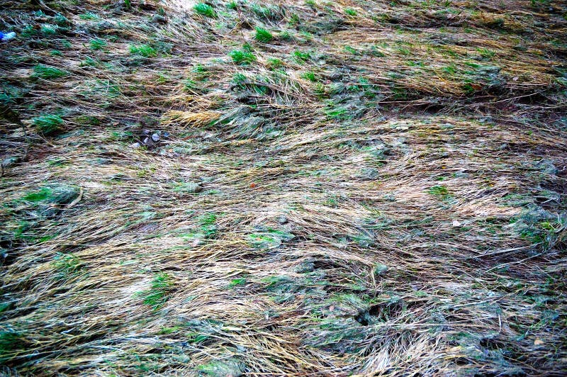 Kali Tragus, Cardo Ruso O Planta Rodadora Foto de archivo - Imagen de ...