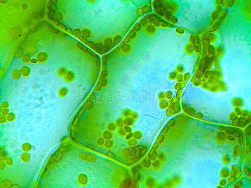 Planta De Agua Del Elodea Debajo Del Microscopio Foto de archivo ...