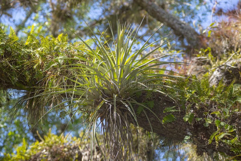 Bromelia En Una Rama De árbol Foto de archivo - Imagen de bosque, verde ...