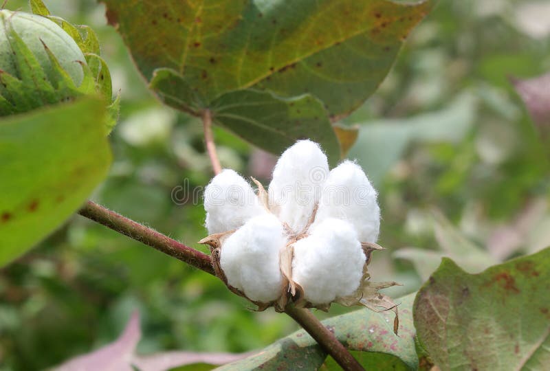 Planta de algodón foto de archivo. Imagen de suavidad - 16513478