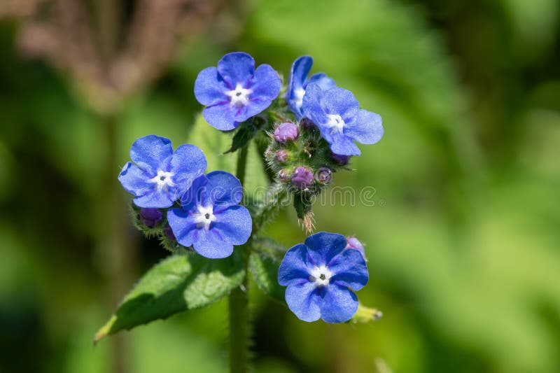 Planta De Alkanet Pentaglottis Sempervirens Foto de archivo - Imagen de ...