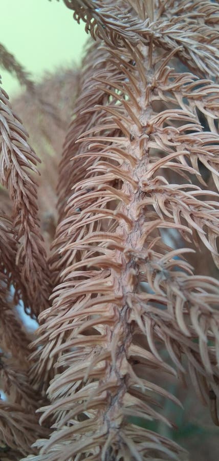 Araucaria Heterophylla Araucaria Nemorosa De Laub Planta Seca Foto de ...