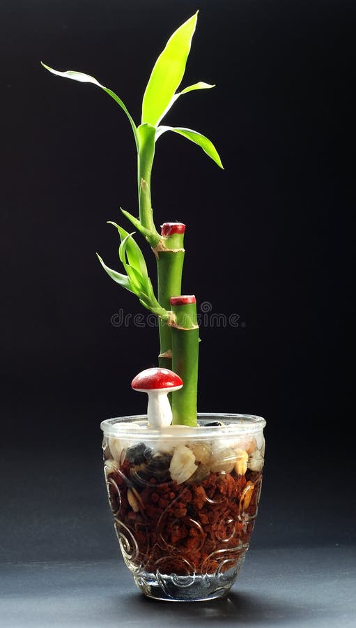 Planta De Bambú En Un Florero Foto de archivo - Imagen de grava, flora ...