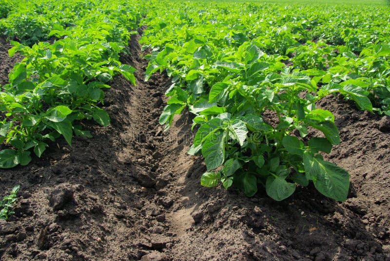 Planta de batata foto de stock. Imagem de jardim, batata - 11146900
