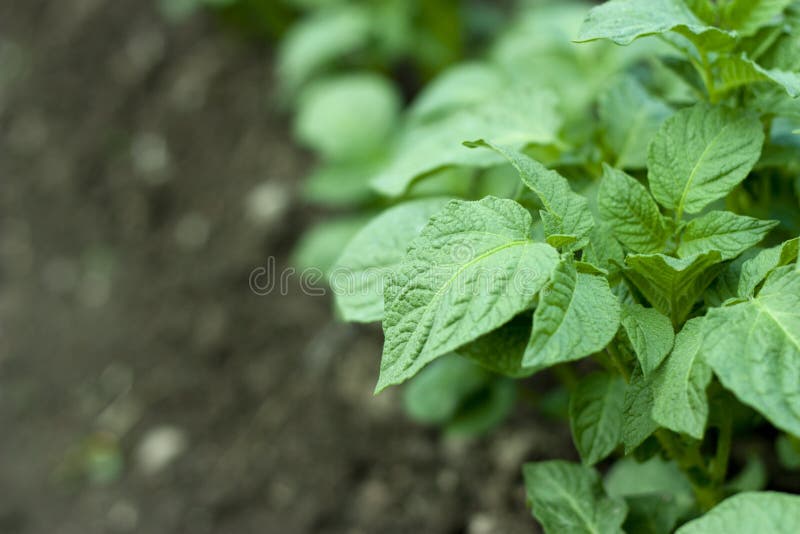 Planta de batata foto de stock. Imagem de terra, lugar - 72771486