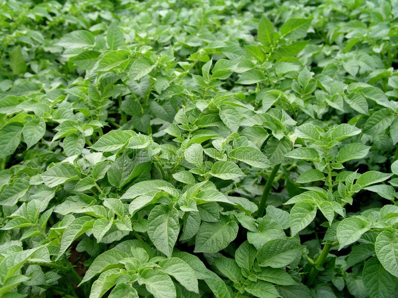 Planta de batata foto de stock. Imagem de fazendeiro, campo - 8490218