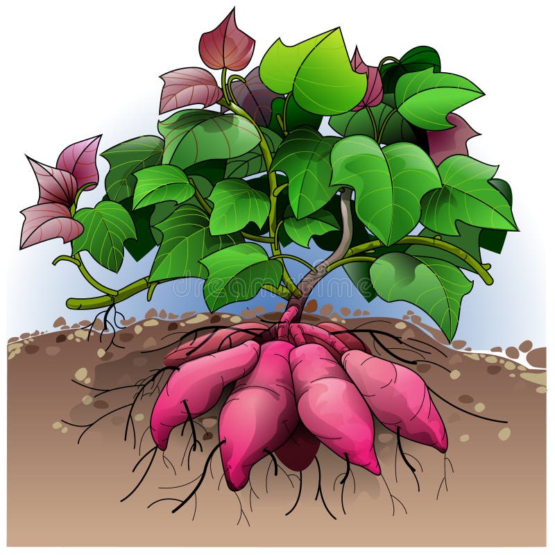 Planta de batata ilustración del vector. Ilustración de exterior ...