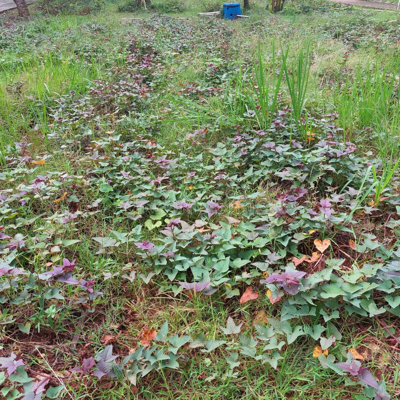 Planta De Batata Lista Para Ser Recolectada Imagen de archivo - Imagen ...