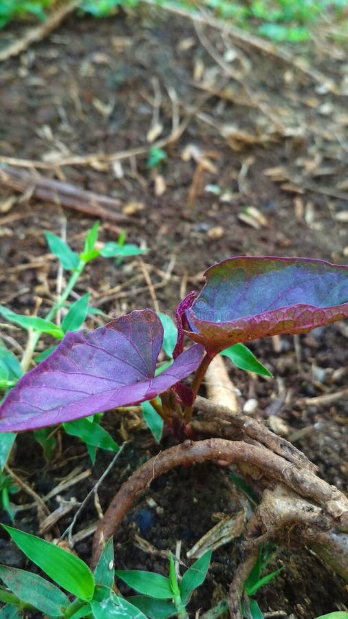 Planta de batata roja imagen de archivo. Imagen de cocina - 185970069