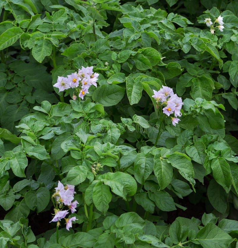Campo da batata na flor foto de stock. Imagem de planta - 25938128