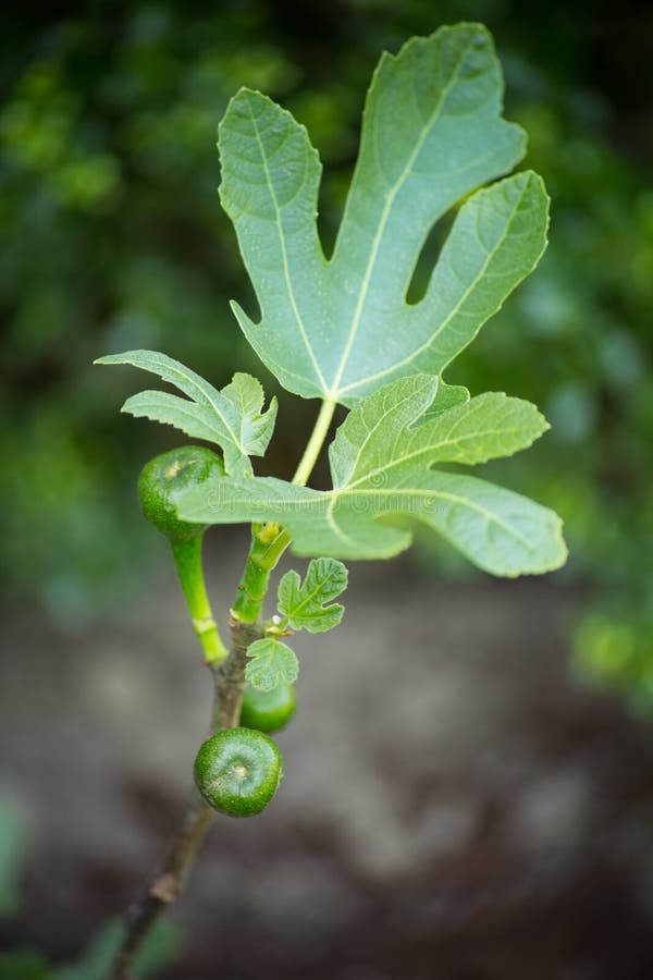 Planta De Brotamento Do Figo Imagem de Stock - Imagem de florescer ...