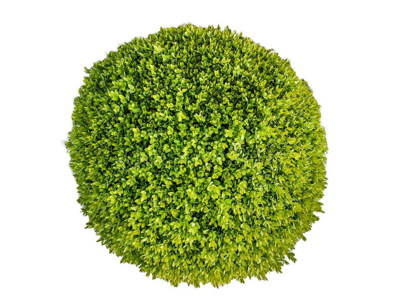 Planta De Buxus Sempervirens Aislada En Blanco Imagen de archivo ...