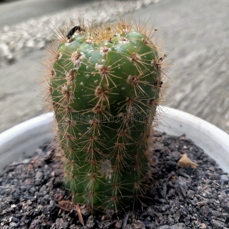 Planta de cactus imagen de archivo. Imagen de verde - 266209467
