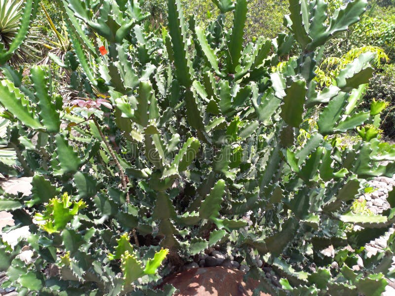 Planta De Captus En El Jardín Foto de archivo - Imagen de arbusto ...
