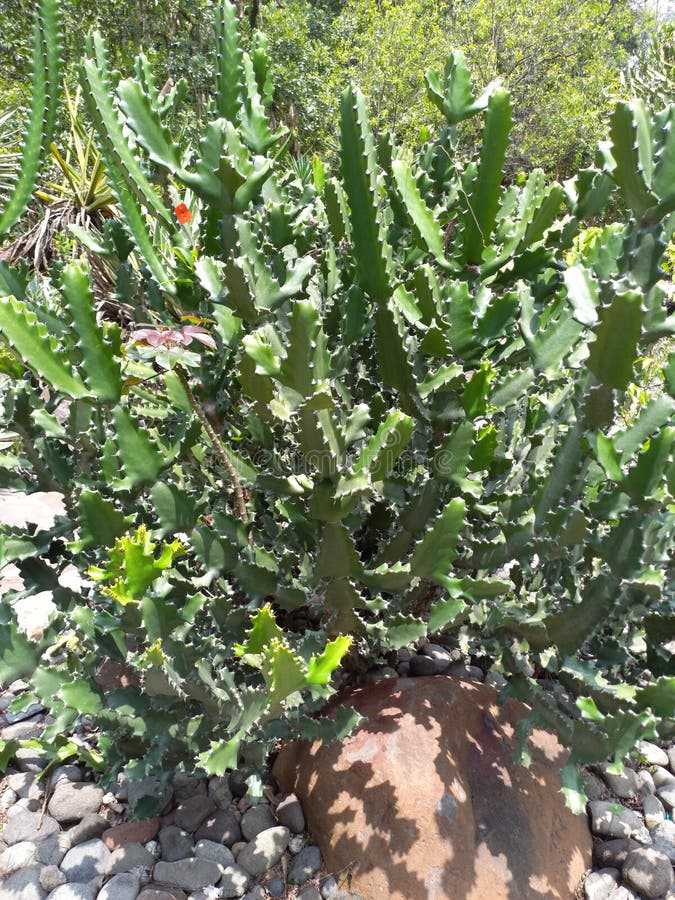 Planta De Captus En El Jardín Foto de archivo - Imagen de perenne, hoja ...