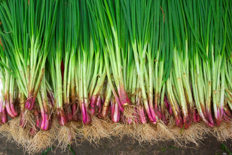 Planta de cebolla fresca imagen de archivo. Imagen de resorte - 23822841