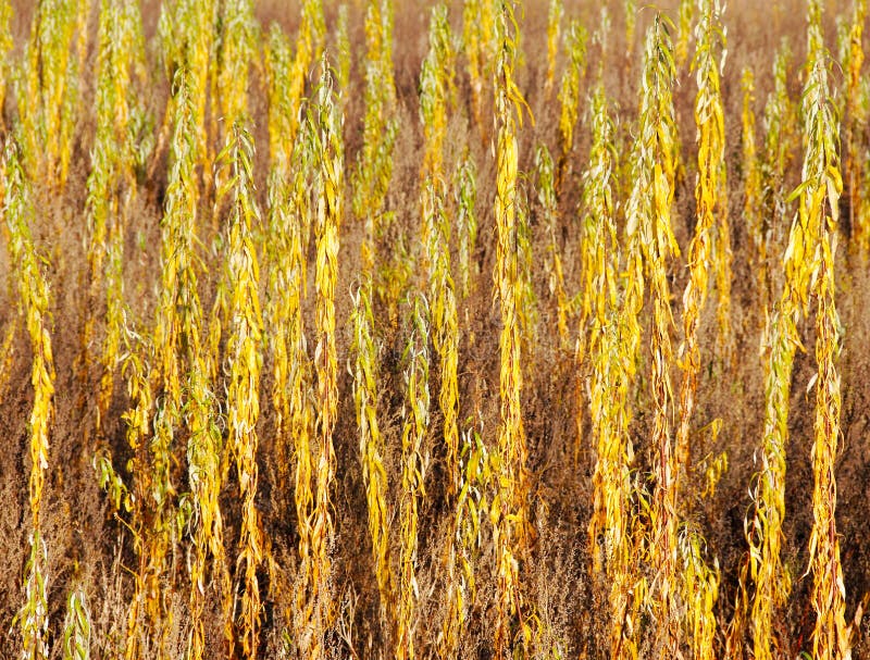 Planta de cetrino. imagen de archivo. Imagen de hoja - 22373519