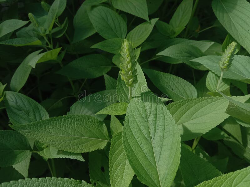 Planta 2 de Chia imagen de archivo. Imagen de receta - 15268943