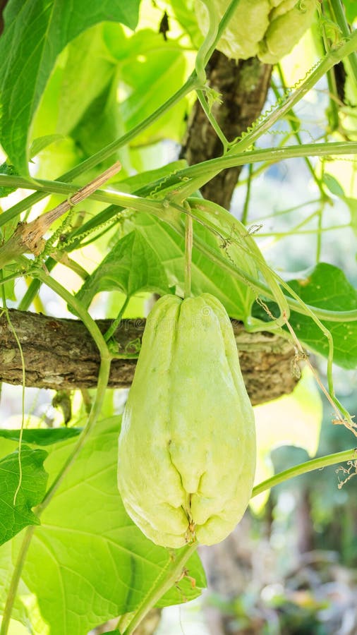 Planta De Chayote En El Huerto Imagen de archivo - Imagen de fruta ...