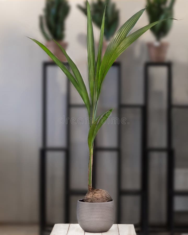 Coco, Fruto De La Planta De Coco Imagen de archivo - Imagen de flora ...