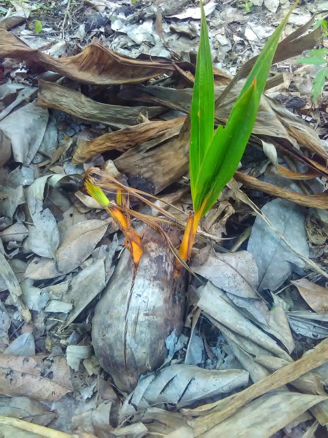 Planta De Coco Rey Sri Lanka Foto de archivo - Imagen de planta, coco ...