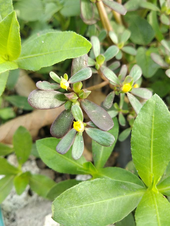 Planta de cocote en java imagen de archivo. Imagen de fruta - 203002579