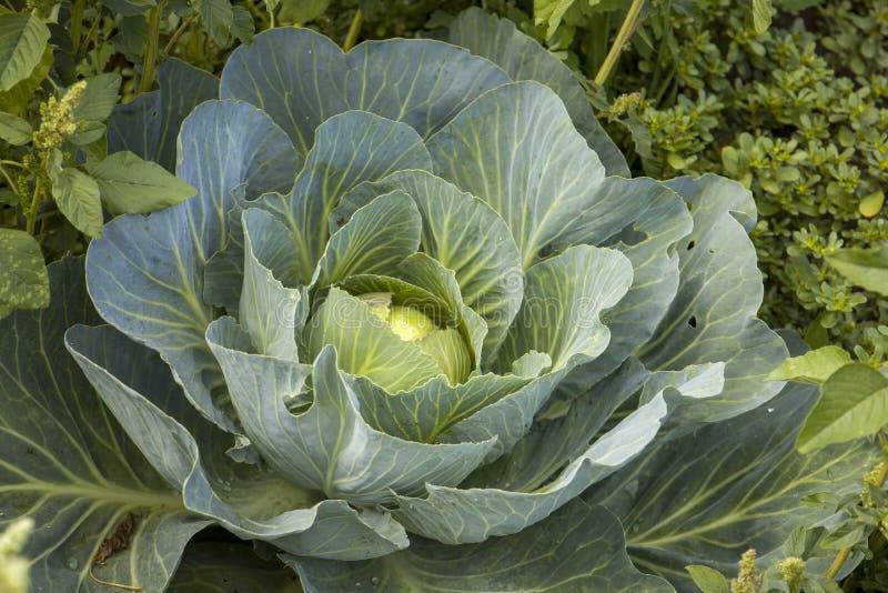 Planta De Col Joven Y Verde. Planta En El Suelo. Foto de archivo ...